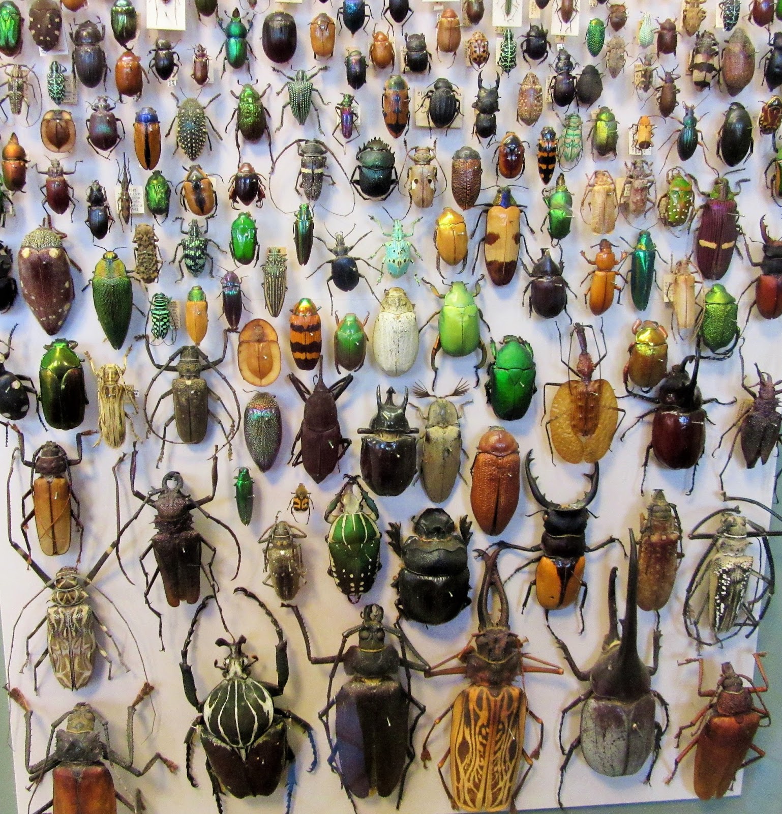 Bug Mad Girl: More than a Dodo