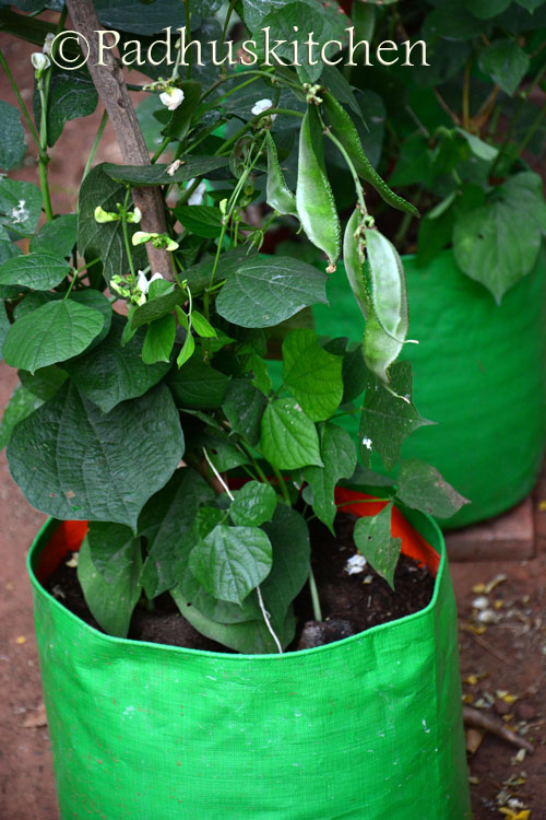 Avarakkai Kootu Recipe-How to make Broad Beans Kootu | Padhuskitchen