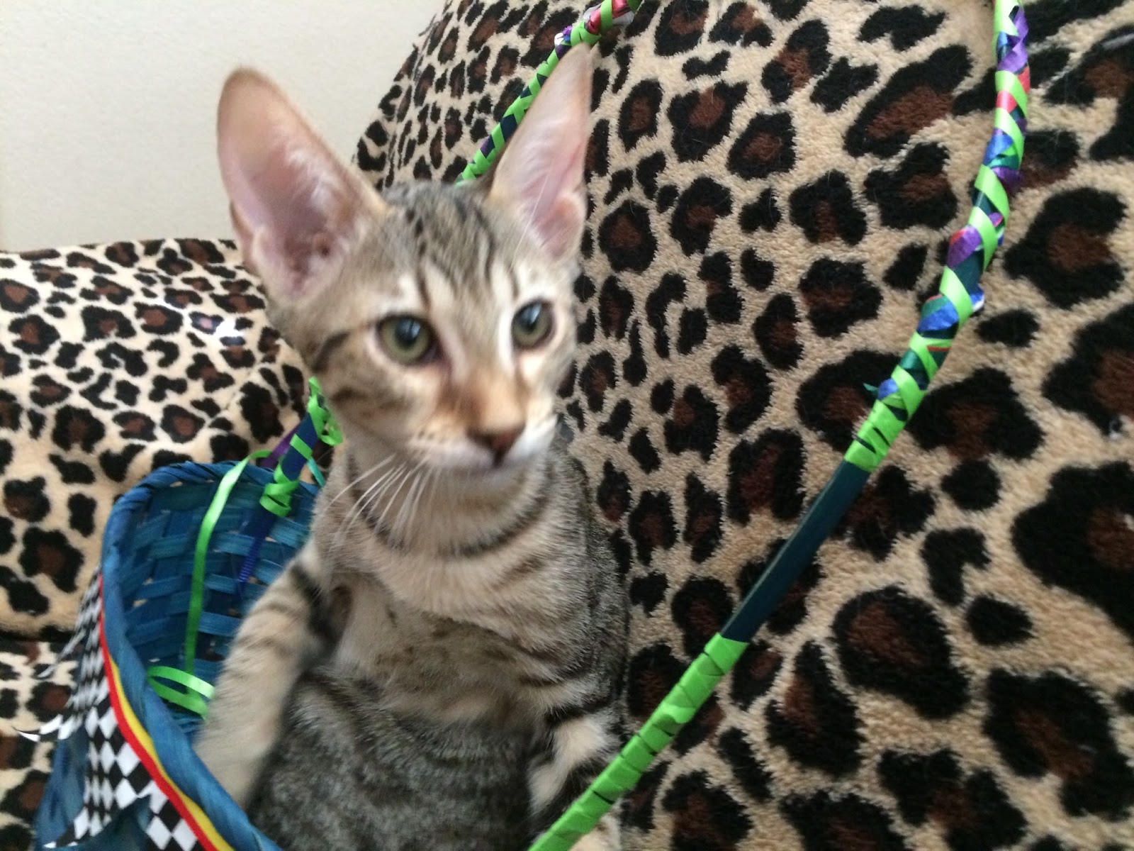Available Savannah F5 Kittens