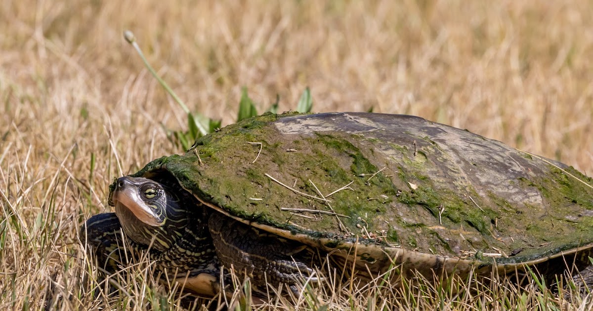 Northern Map turtle,