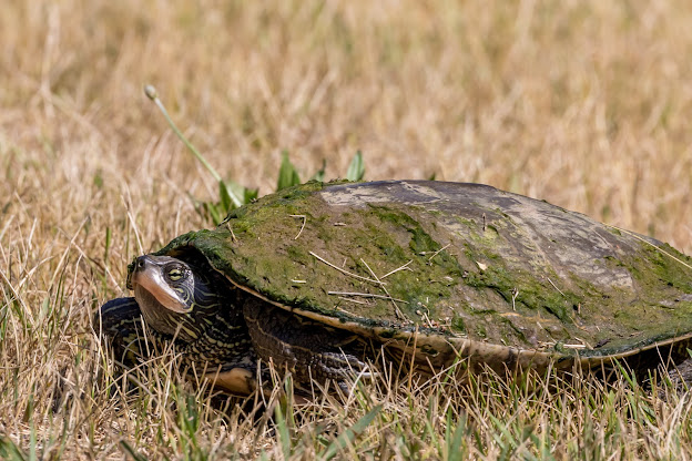 Northern Map turtle,