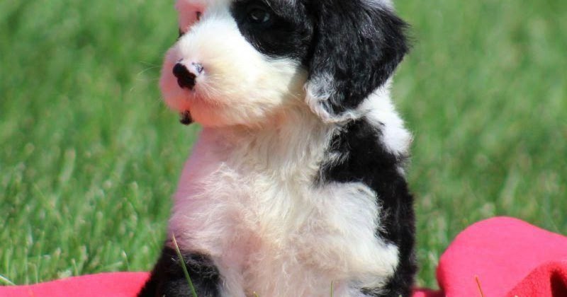 Micro Sheepadoodle Shedding