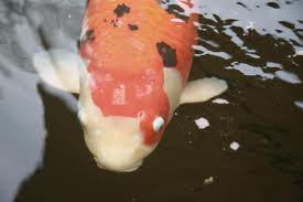 What Causes Koi Cotton Fungus | Nishiki-Colorful-Koi