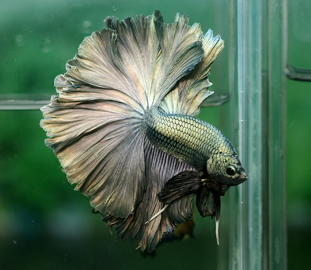 The Six Common Species Of Betta ~ Betta Aquarium King