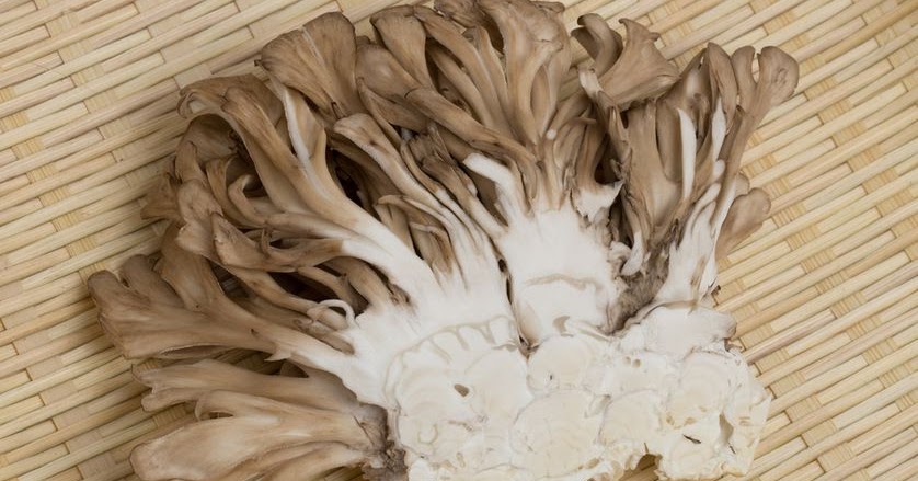 What is maitake mushroom?