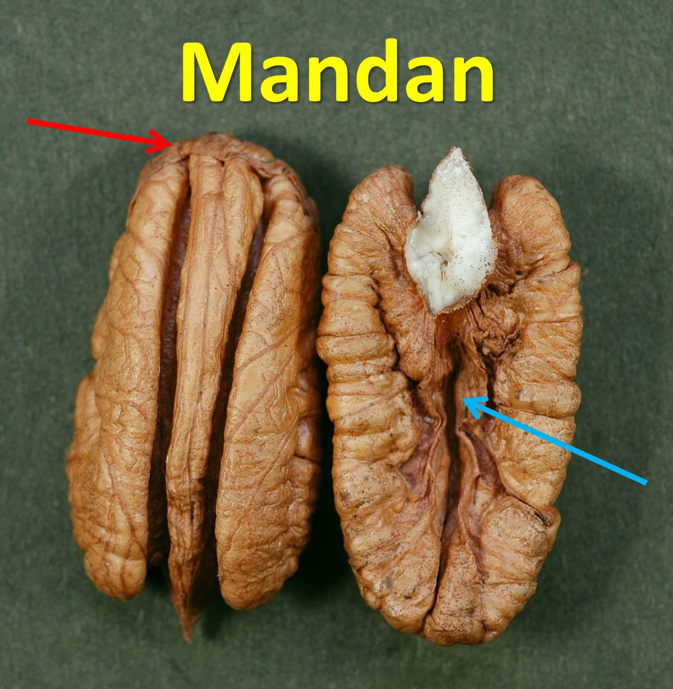 Northern Pecans: Kernel appearance matters