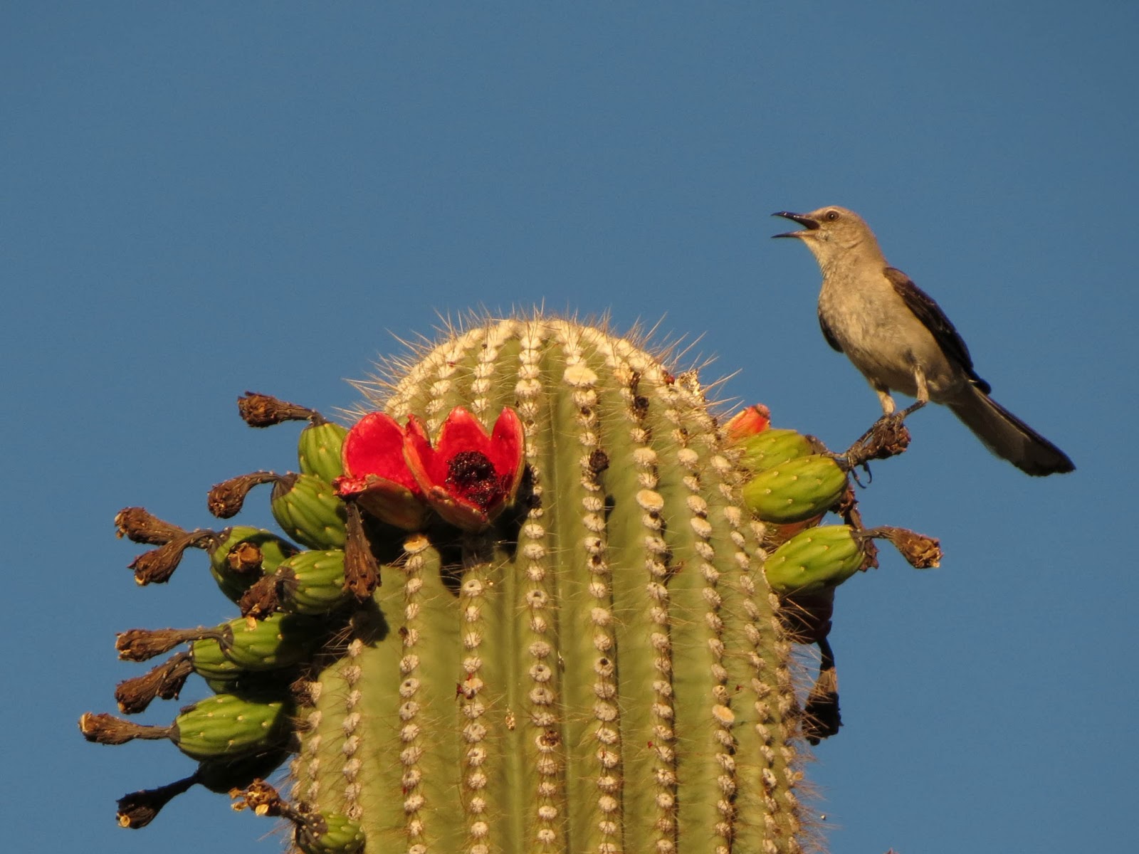 Desert Colors: Birds on Saguaros