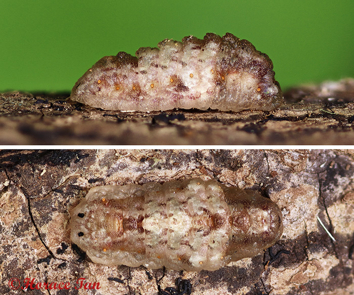 Butterflies of Singapore: Life History of the Banded Royal