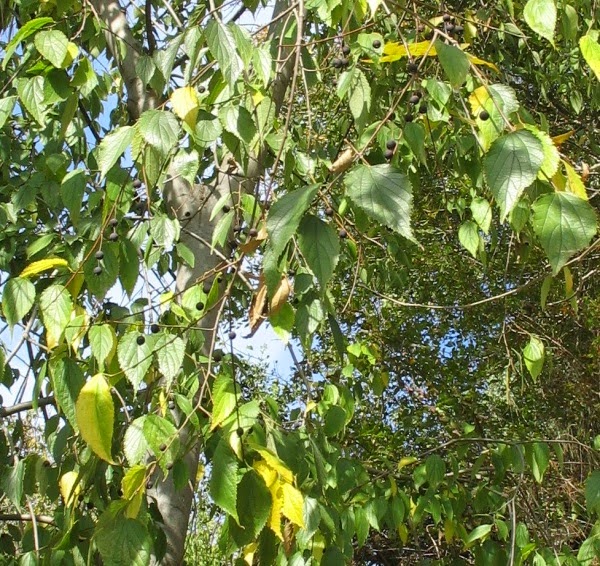 The Nature of My Memories: The European nettle tree