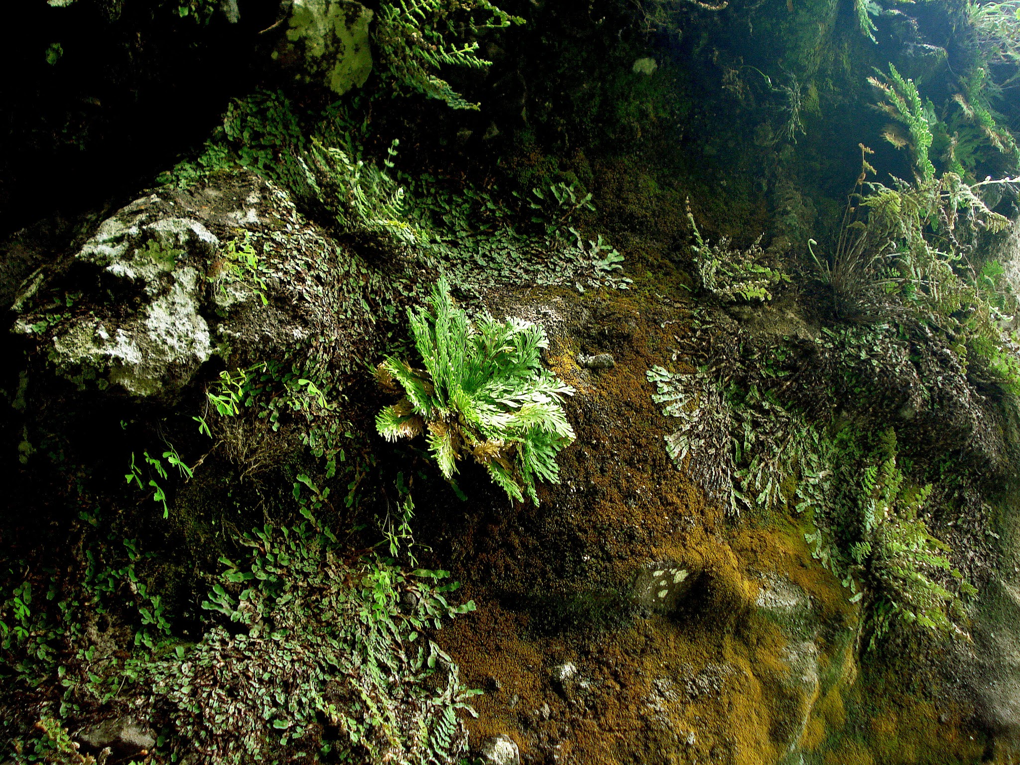 Musgos, hépaticas y antoceros. ¿Como son y donde encontrarlos? ~ Rimega ...