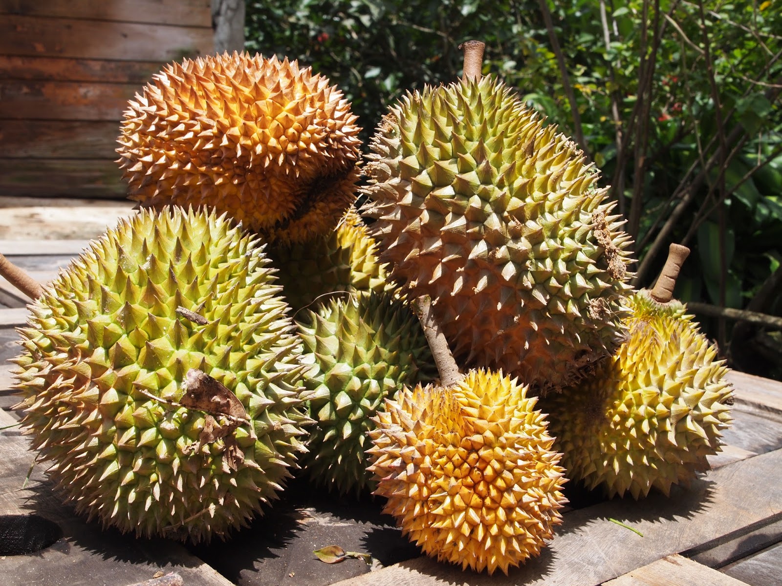 Durian in Puerto Rico