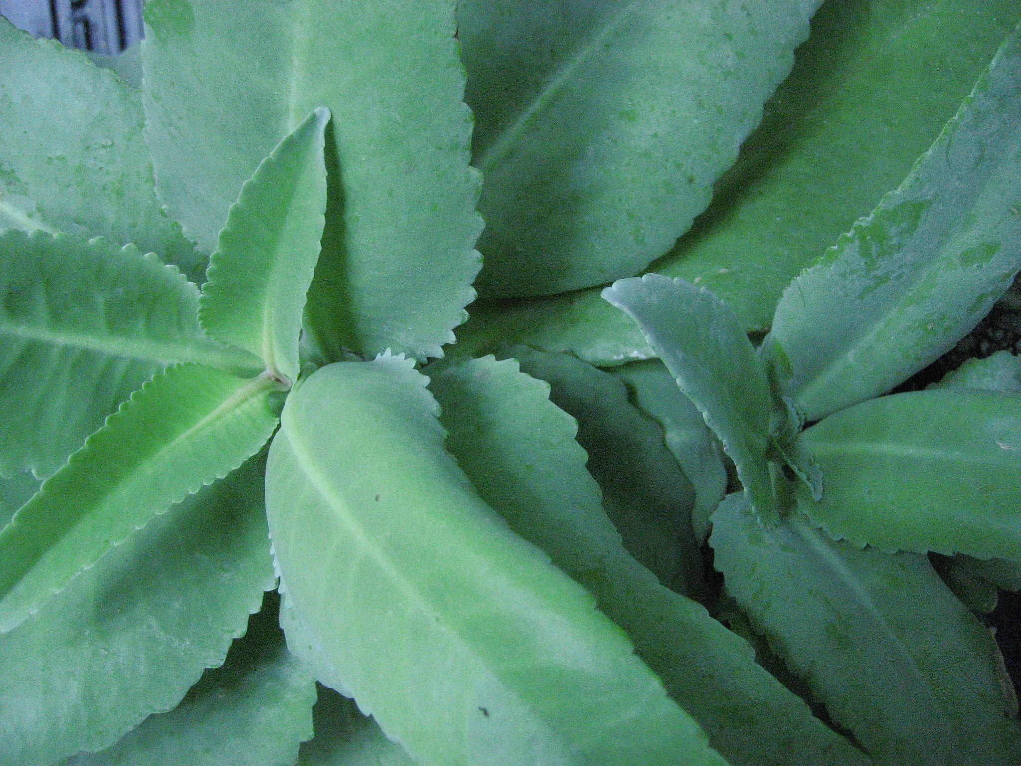 Kalanchoe mortagei care and culture | Travaldo's blog