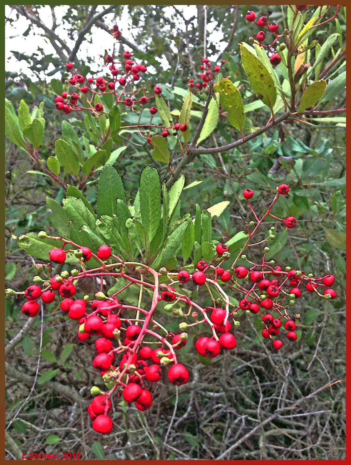 Postcard From California: California Christmas Berry (Toyon)