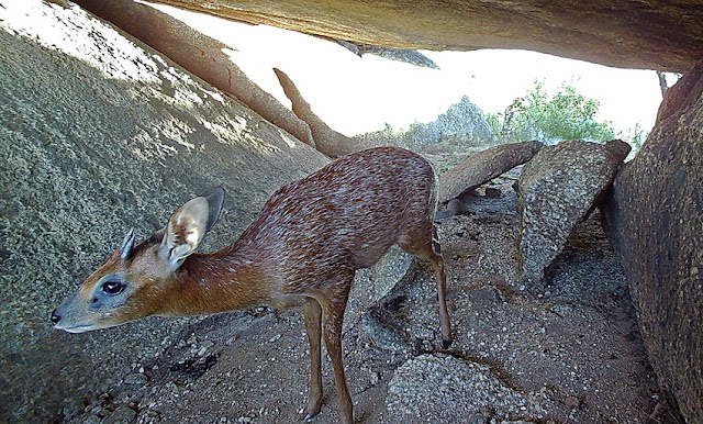 Remote Camera Trap - South Africa: The Grey Buck Of Paarl