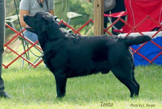 OtterTail Labrador Retrievers & Lab Art by Amy Reges: Moonlit OtterTail ...