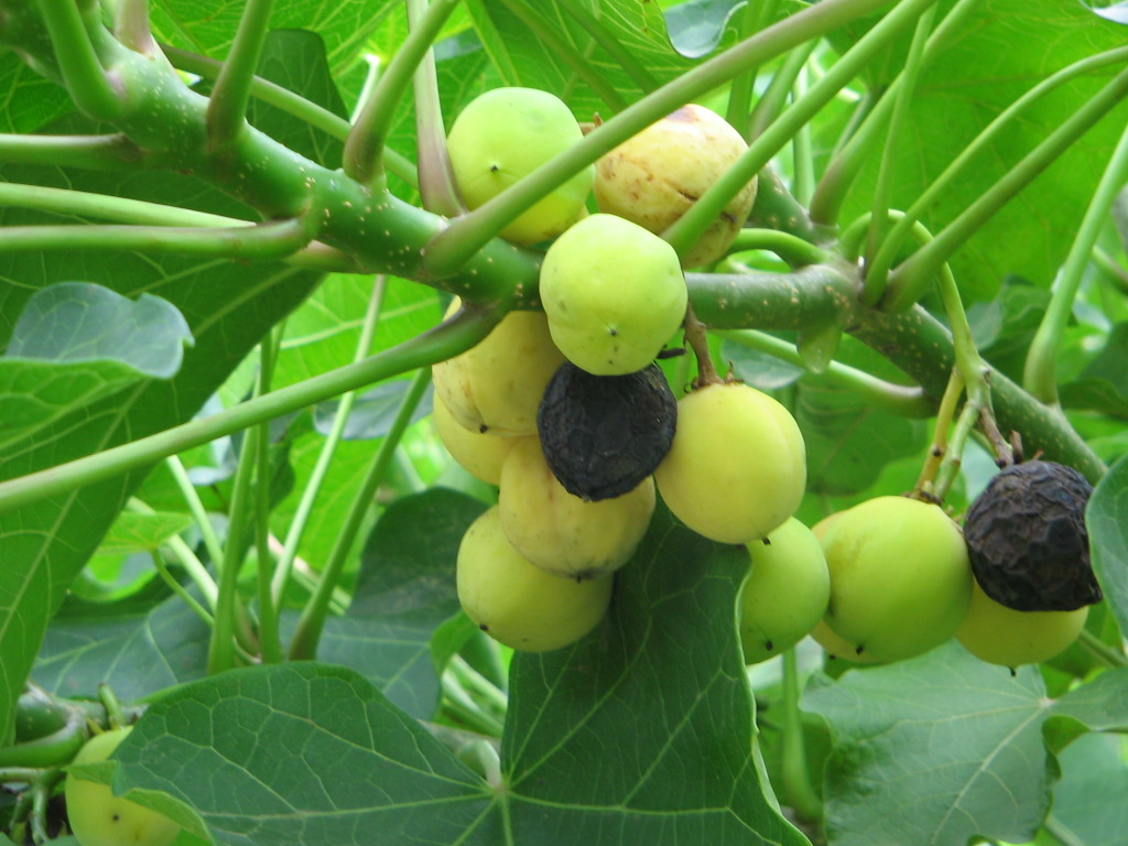 Manfaat Luar Biasa Buah Jarak bagi Kesehatan - Informasiajib Manfaat Luar Biasa Buah Jarak bagi Kesehatan - Informasiajib