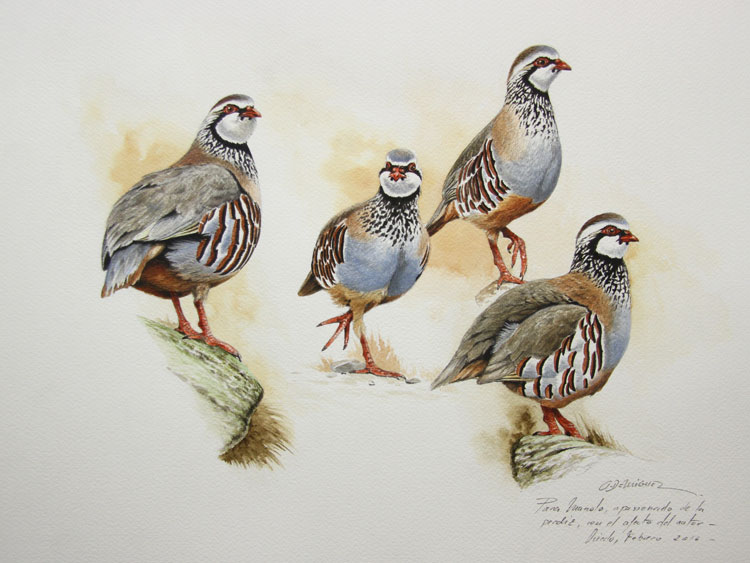 Arturo de Miguel - Wildlife Art: Composición con perdices.