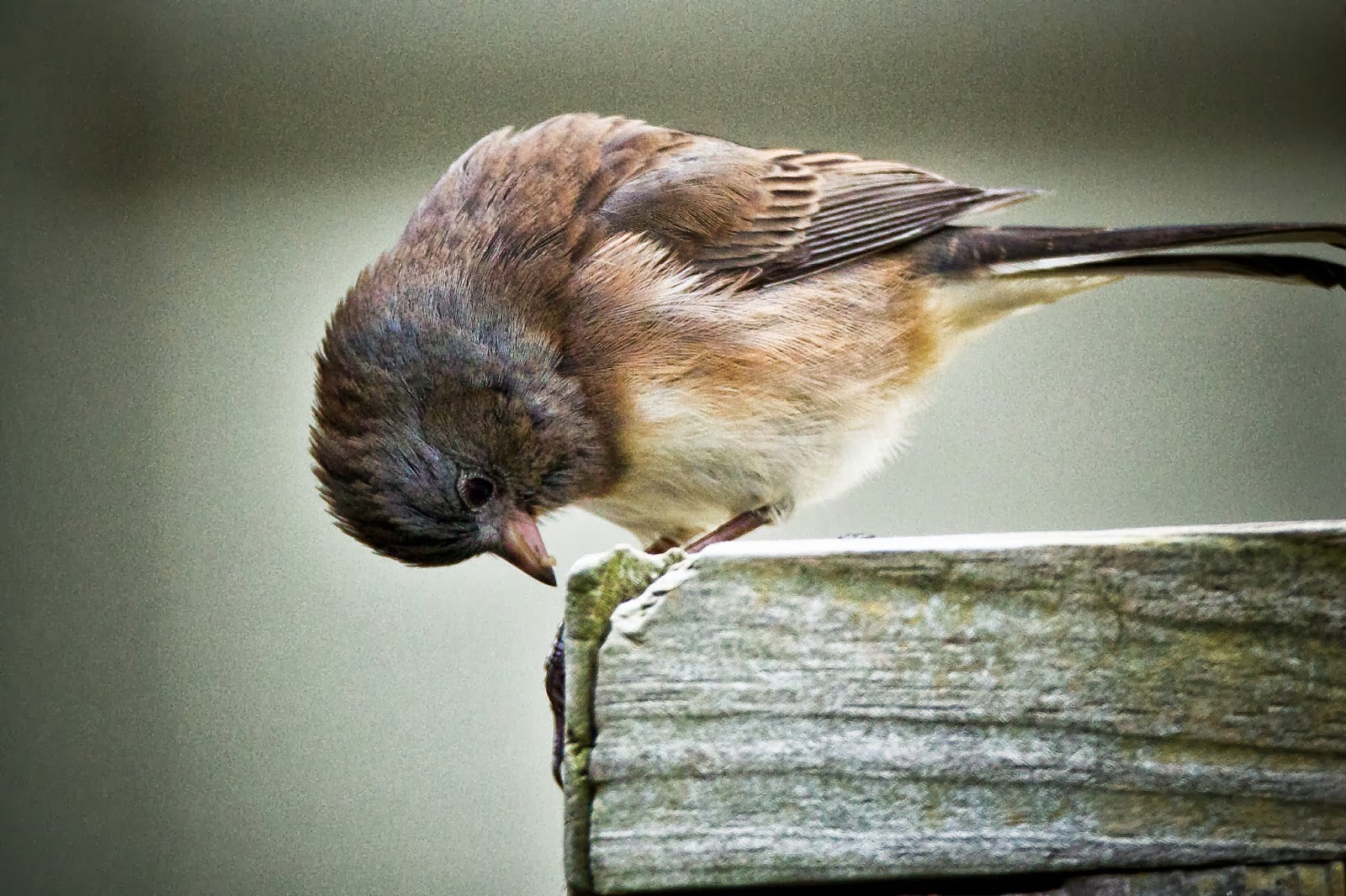 Feather Tailed Stories: Dark-eyed Junco