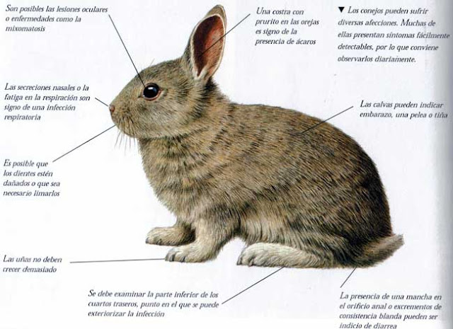 Centro Veterinario Albeitar Jávea: Cuidados del Conejo