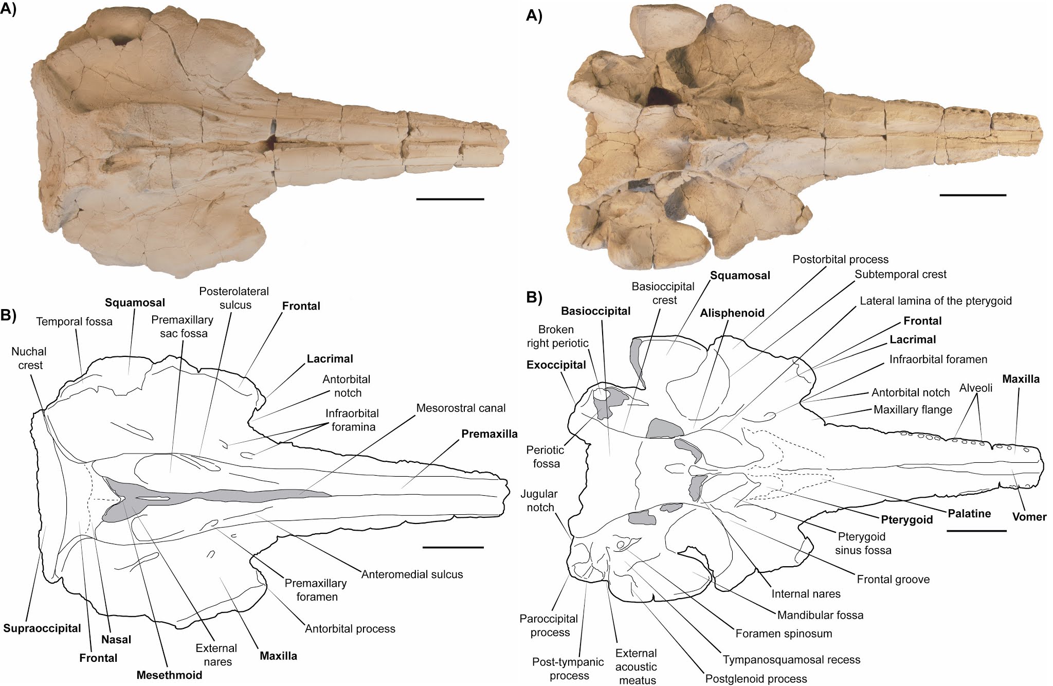 The Coastal Paleontologist: 2020 in review: advances in marine mammal ...