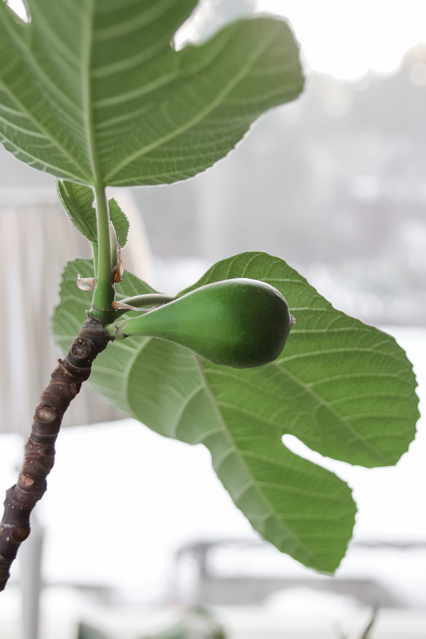 Hedelmäpuiden kasvatus vierasmajassa - Casa Mimi