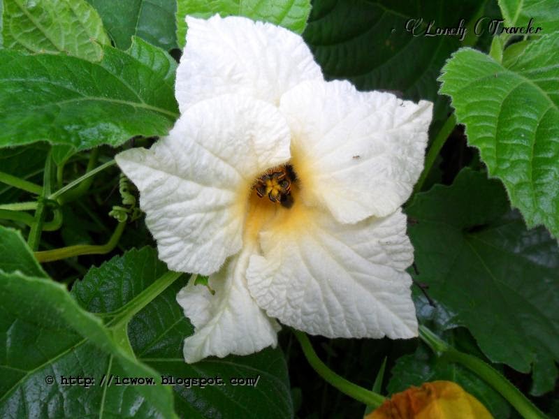 Kakrol Ful(কাকরোল ফুল) - Momordica cochinchinensis