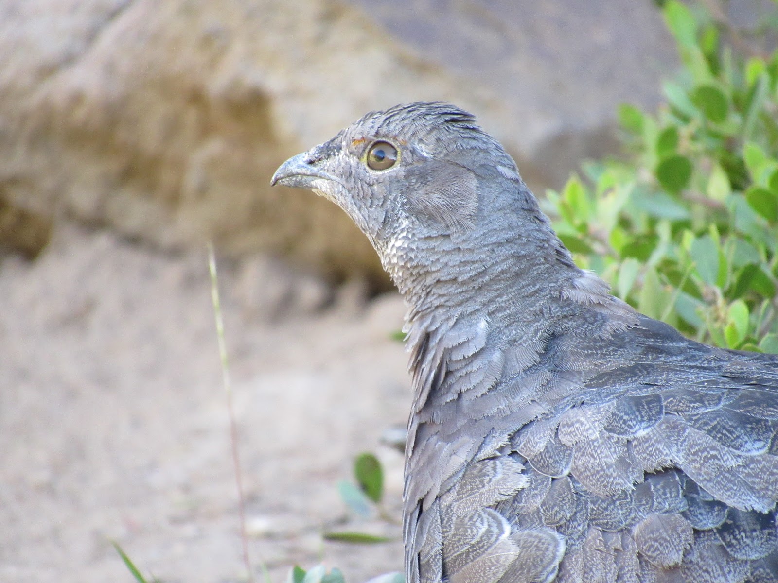 Wings and Daydreams: Sooty Grouse ☼ Lassen Volcanic National Park