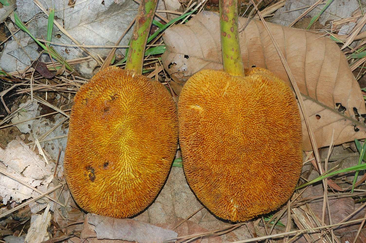 North Borneo - Sabah - East Malaysia - Month of August - Lot of ...