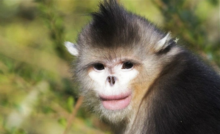 Apa sih Monyet Hidung Tabung itu? | Belajar Sampai Mati