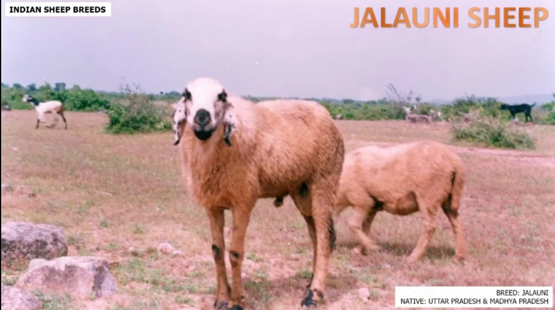 Most Popular Sheep Breeds of India