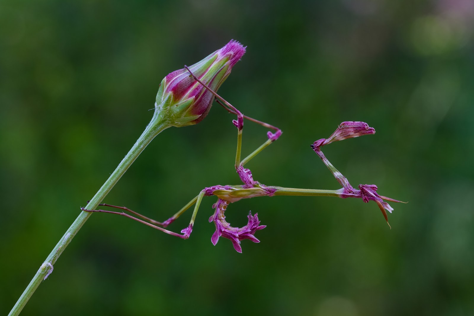 Le retour chez Canelle: Les phasmes