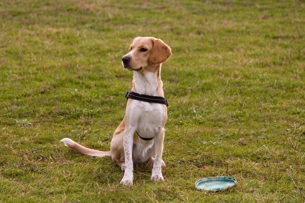 Spanador, Cockerdor, Mini Labi oder einfach Emma