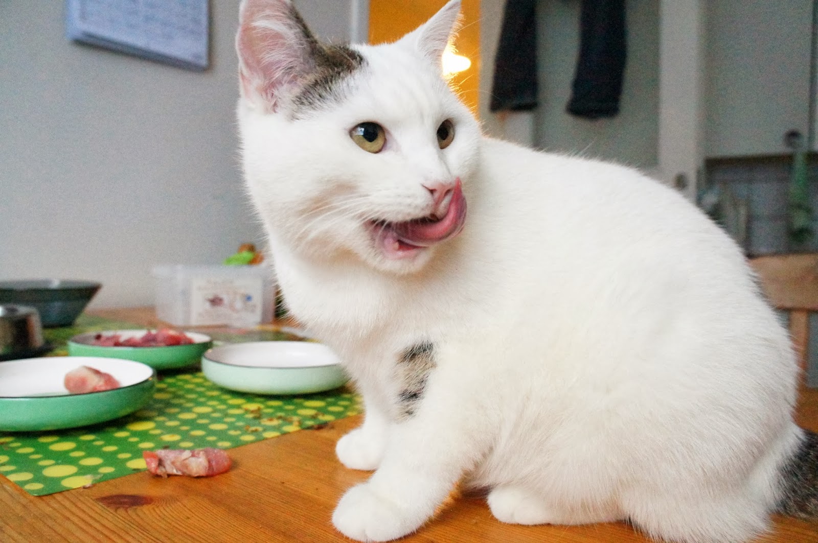 Kissat vaihtoon – Kisu