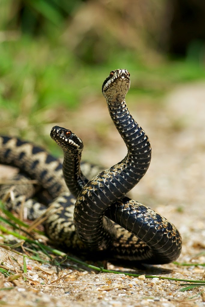 Matt's Photos: Dance of the Adders: 2014