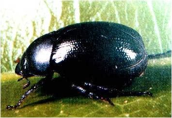 PT ASA TENERA PRIMA: Hama Kelapa Sawit