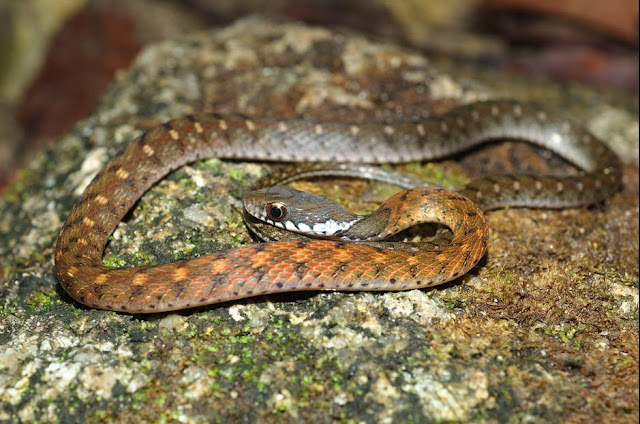 Ular Asli Indonesia: Rhabdophis chrysargos