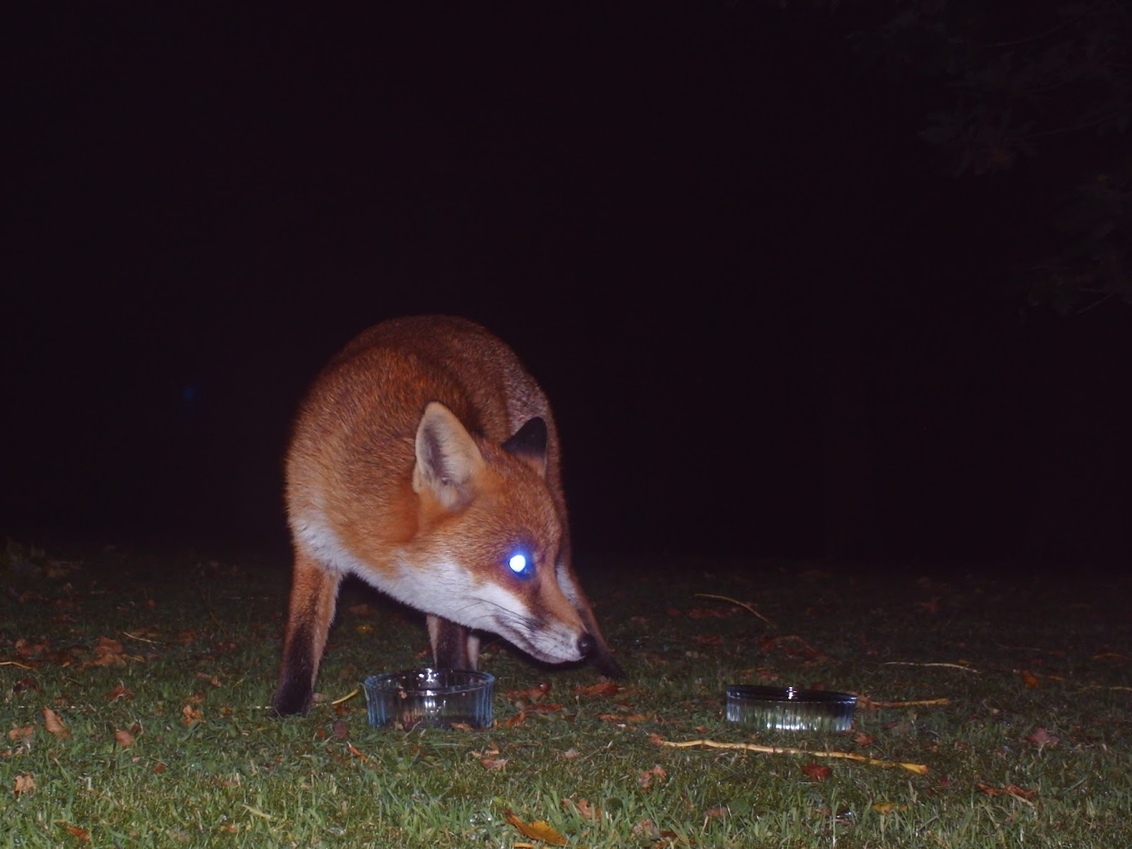 TrogTrogBlog: Night-time trail camera - Fox in the garden