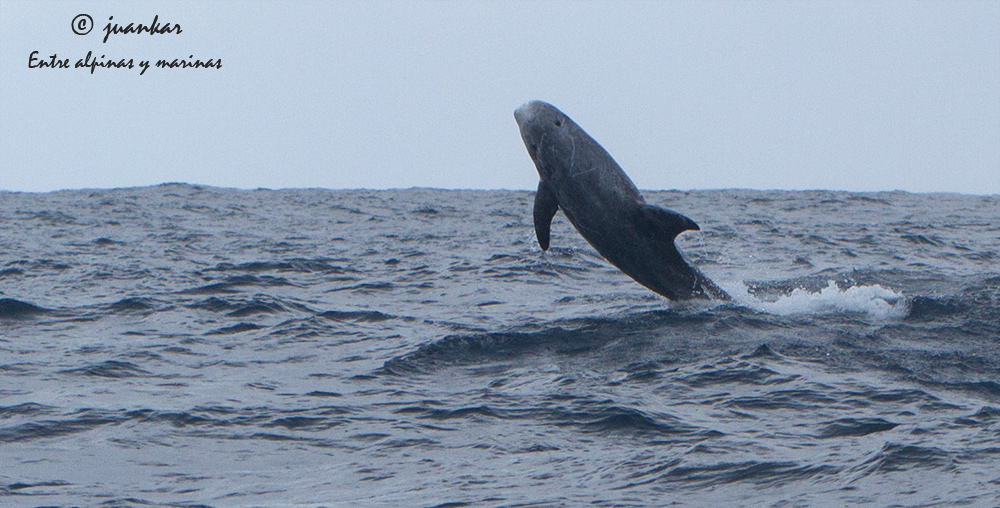 Entre alpinas y marinas.: Calderón gris ( Grampus griseus ) Risso´s dolphin