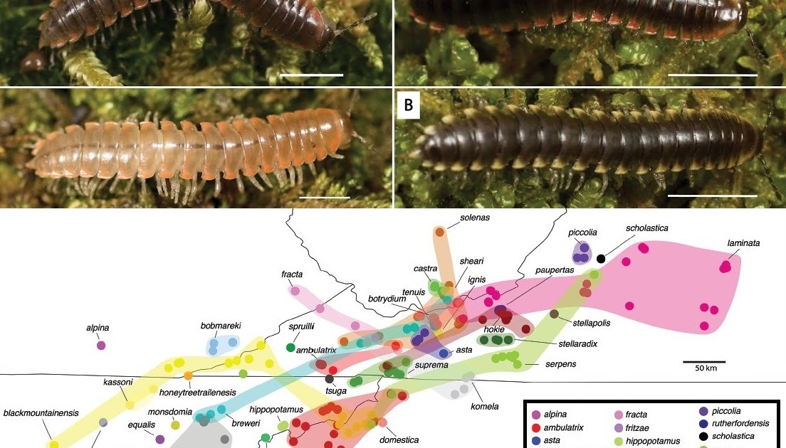 Species New to Science: [Diplopoda • 2021] A Revision of the minor ...