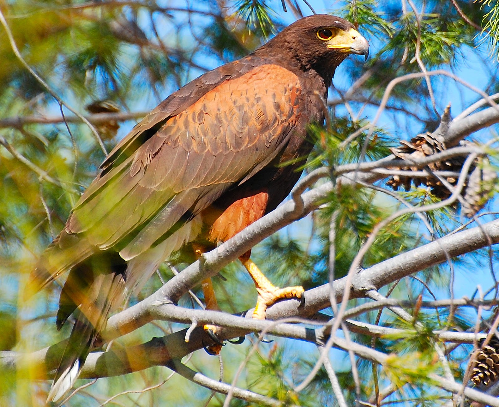 Birding Is Fun!: Birding is Fun Wherever You Are