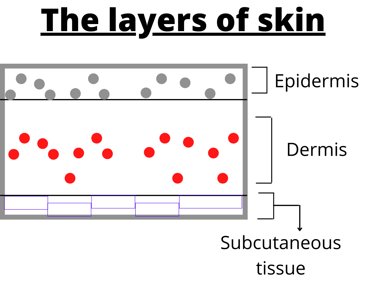 Homeostasis | GCE O Level Biology Notes (5090)