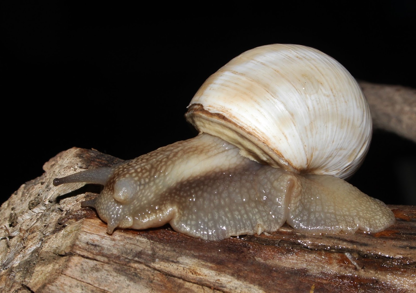 Biodiversity of Cyprus by NGO Protection of the Natural Heritage and ...