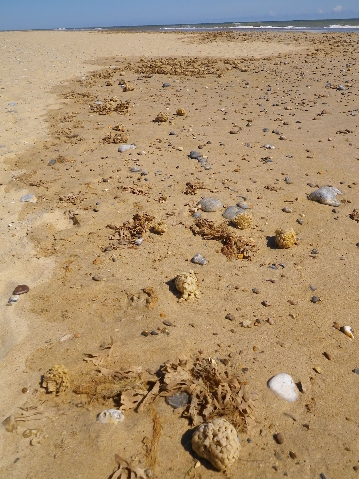 Norfolk Wildlife Trust: National Marine Week: Make the most of the coast