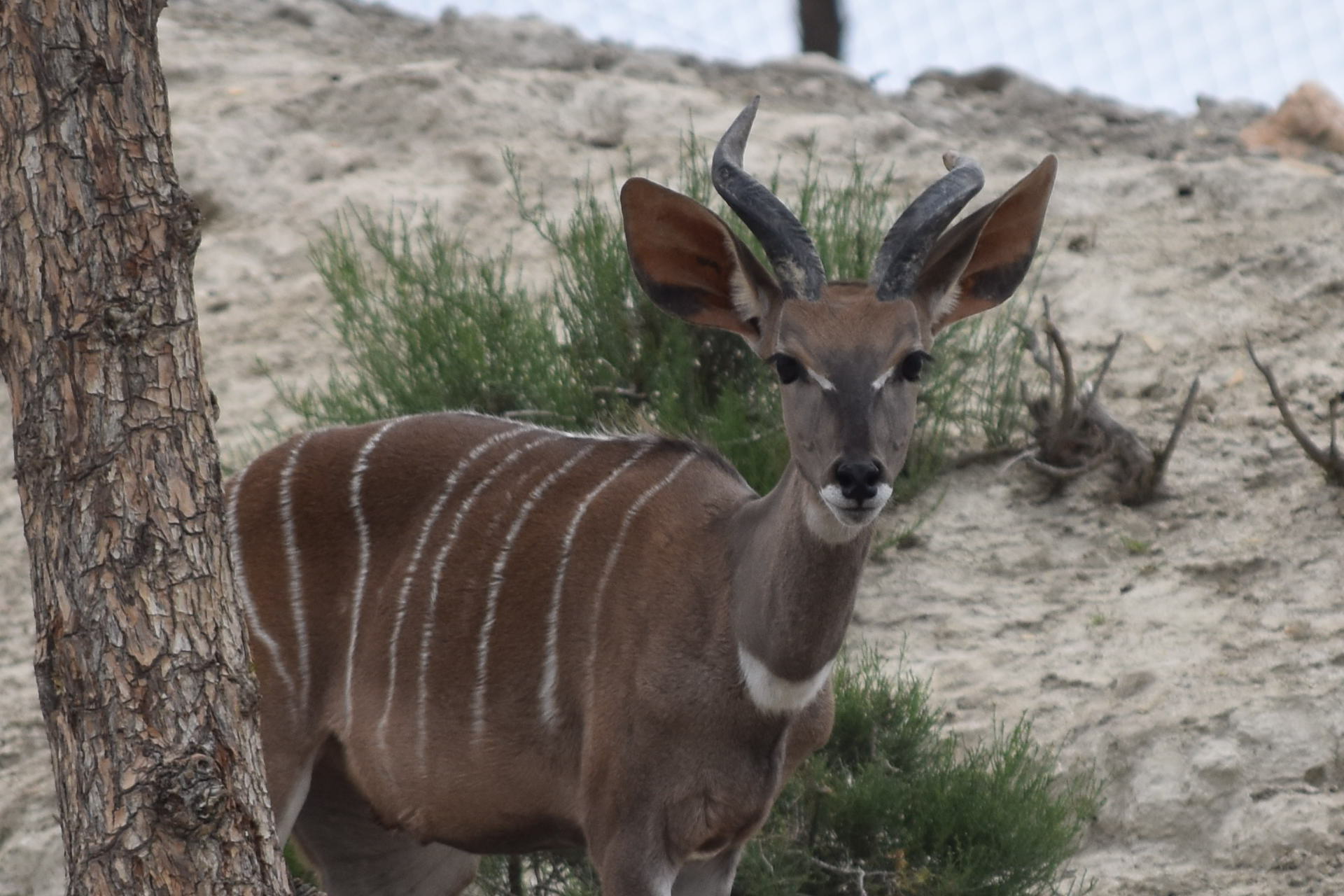 ZOOTOGRAFIANDO (6.100 ANIMALS): KUDÚ MENOR / LESSER KUDU (Tragelaphus ...