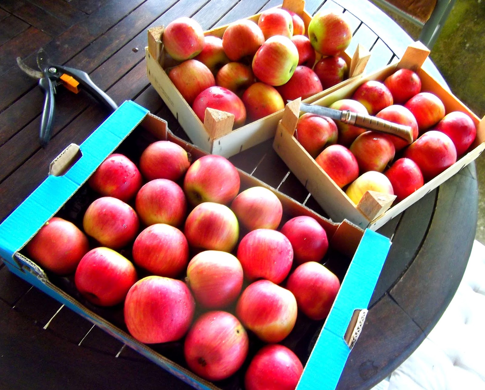 Magnon's Meanderings: Melrose (the apple), and others.