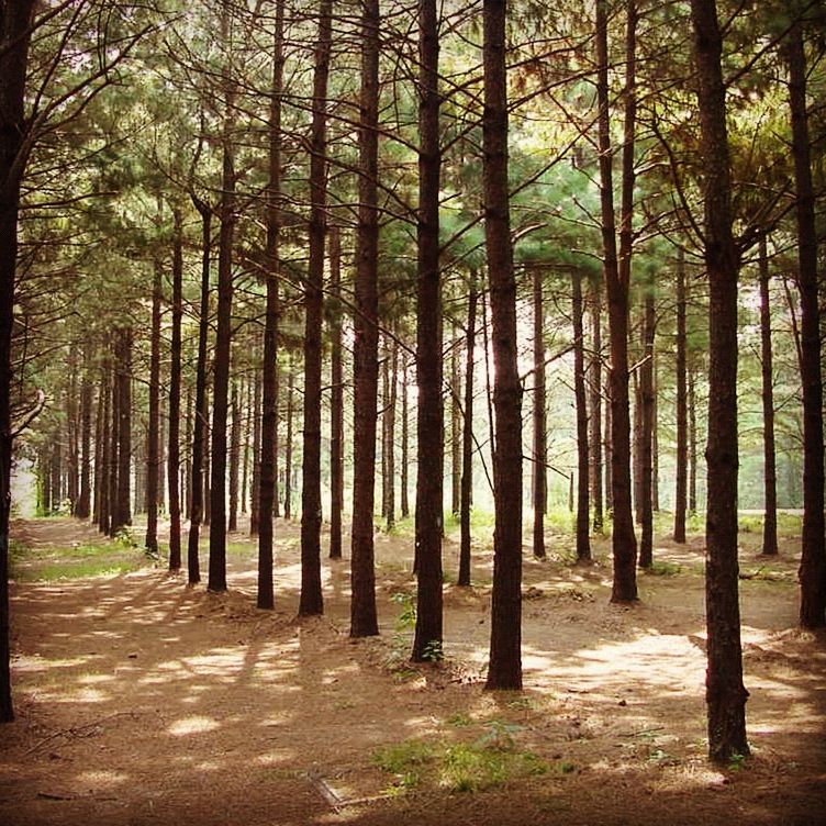 Louisiana - A Cultural Gumbo: Louisiana's Physicallity