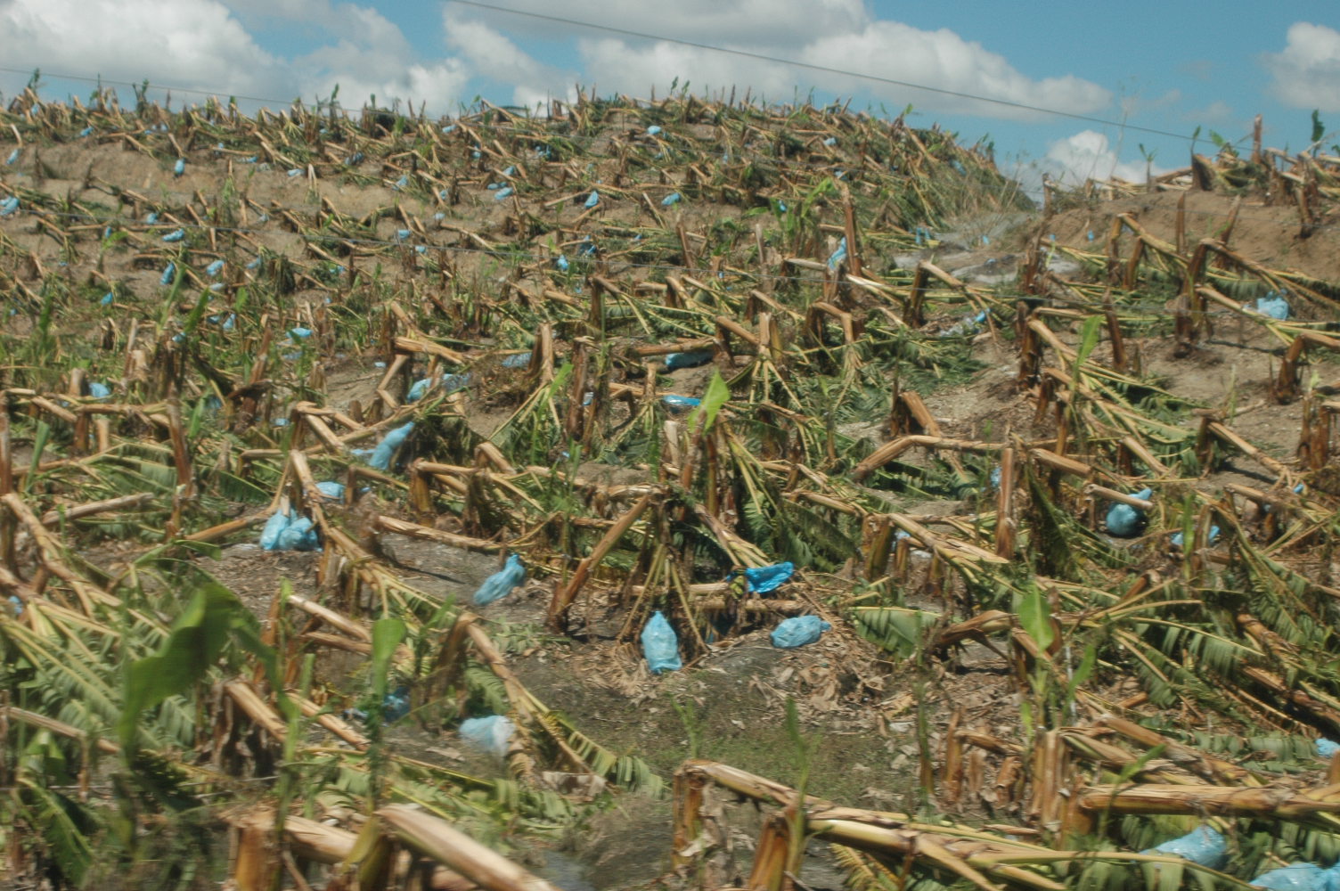 Mater et Puer Foundation, Inc.: Super Typhoon Pablo: The Aftermath ...