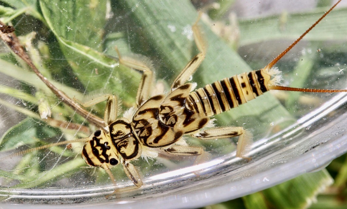 Aquatic Insects of Central Virginia