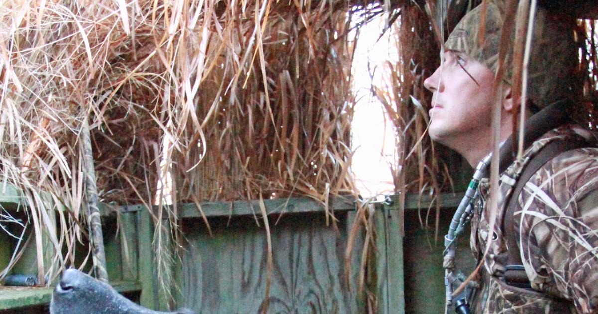 Ramsey Russell's GetDucks.com Journal: One Delaware Black Duck