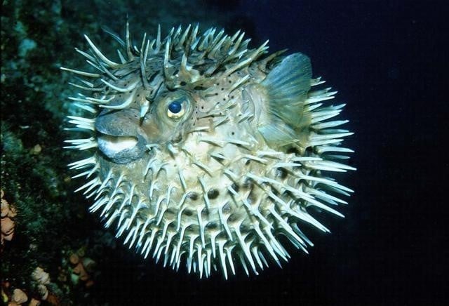 Ştiinţă pentru toţi: 𝙊𝙨𝙩𝙧𝙖𝙘𝙞𝙤𝙨 𝙨𝙥. (𝙥𝙚ș𝙩𝙚 𝙜𝙚𝙖𝙢𝙖𝙣𝙩𝙖𝙣) și Diodon ...